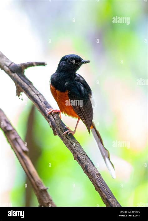 Beautiful White Rumped Shama Copsychus Malabaricus Spotted Outdoors