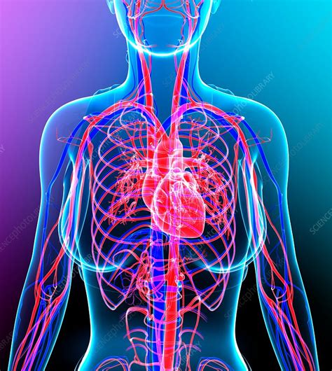 Female Cardiovascular System Illustration Stock Image F0180804