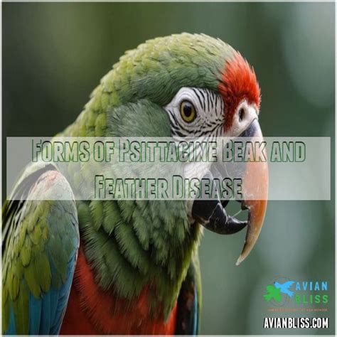 Psittacine Beak And Feather Disease Crucial Info For Bird Lovers
