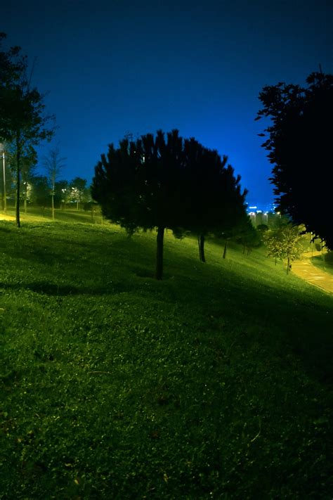 Tree Grass Blue Free Photo On Pixabay Pixabay