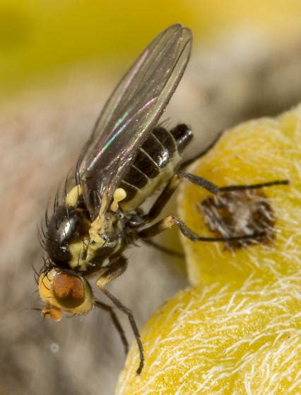 Leafminers Cabbage Green Peach Aphids And Imported Cabbageworms