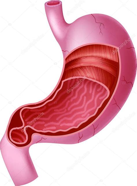 Ilustración De La Anatomía Interna Del Estómago Humano 2024