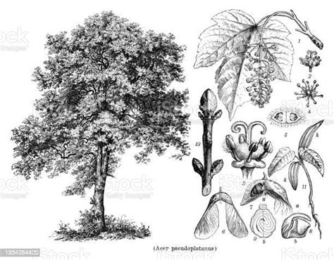 Sycamore Maple Tree Acer Pseudoplantus Drawing 1898 Stock Illustration