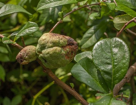 Quince Rust Treatment And Prevention Garden Eco