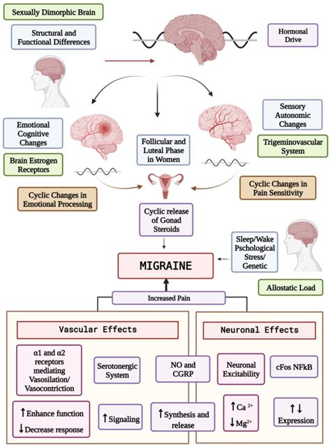 Sexgender Differences In Migraine Exploring Pathophysiology The