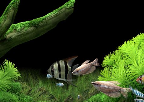 Dream Aquarium Screensaver Download