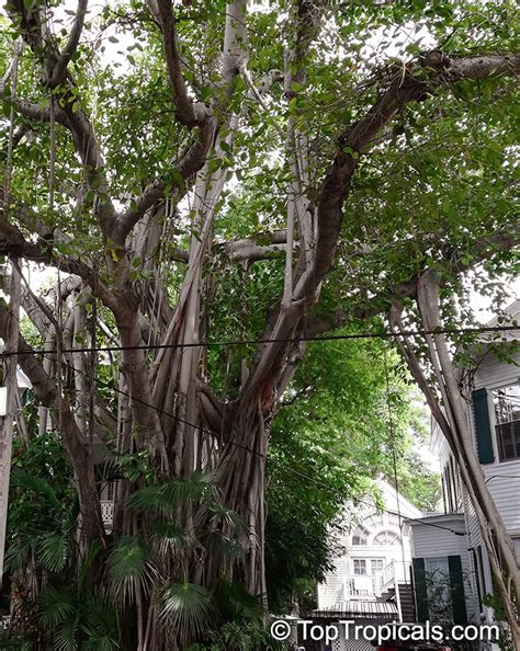 Ficus Sp Common Name Ficus Top Tropicals Plant Encyclopedia