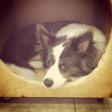 Dog Cafe In Seoul South Korea — Citygirlsearching