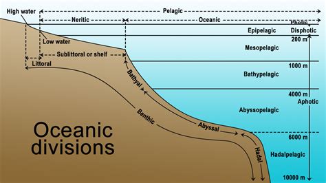 Marine Ecosystems Diagram