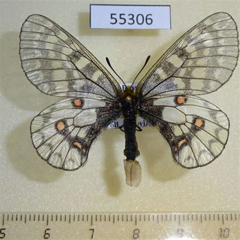 Papilionidae Parnassius Eversmanni F Tyva Rep Fareastinsects