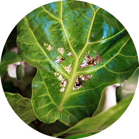 琴葉榕 Fiddle Leaf Fig｜家居植物