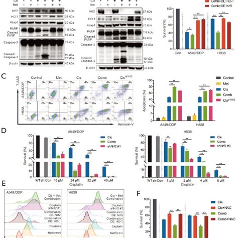 Synergistic Effect Of Combination Therapy With Metformin And Cisplatin