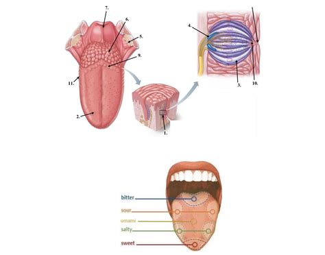 Gustation And Olfaction Quiz