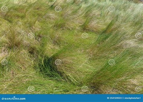 Green Grass Plants Blowing In The Wind Outdoor Stock Image Image Of