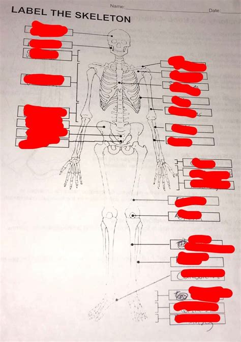 Anatomy Midterm Skeleton Diagram Diagram Quizlet