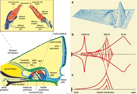 5 Radial Section Through The Scala Media Of The Mammalian Cochlea Download Scientific Diagram