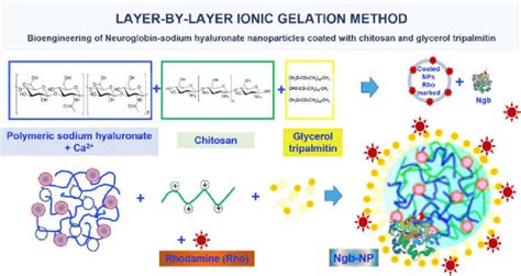 Layer By Layer Ionic Gelation Method Bioengineering Of Ngb Sodium