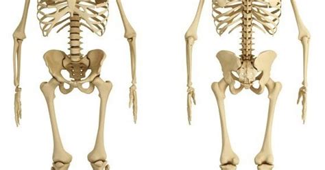 الهيكل العظمي ودوره في بناء الإنسان الجمعية الأردنية لإعجاز القرآن والسنة