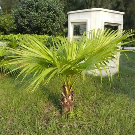 Chinese Fan Palm