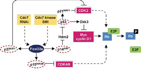 Cdc7 Is A Potent Anti Cancer Target In Pancreatic Cancer Due To