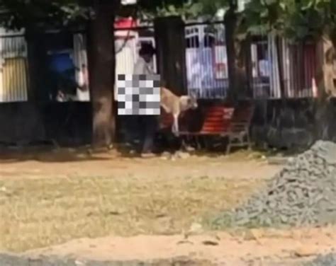 Disgusting! Man Arrested For Trying To Rape Stray Dog In Nagpur; Video Goes Viral