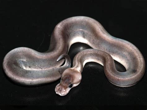 Silver Bullet Ball Python Ball Python Distributors Check Out This