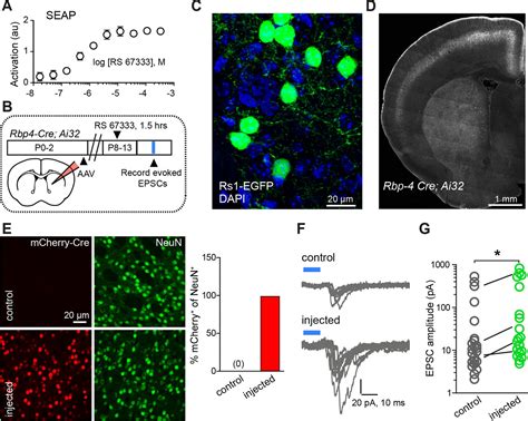 Figures And Data In Neuromodulation Of Excitatory Synaptogenesis In Striatal Development Elife