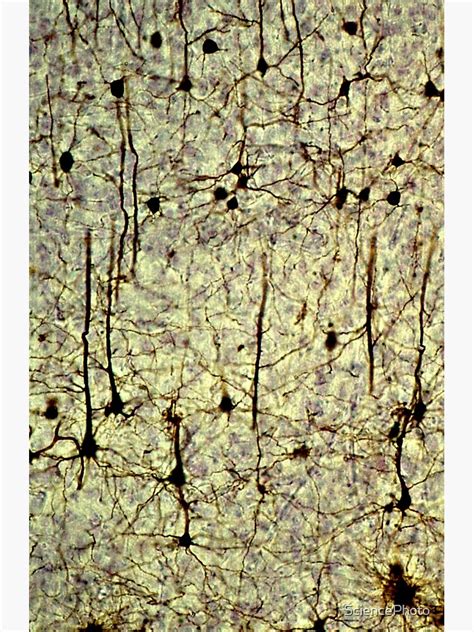 Pyramidal Neurons Cortex
