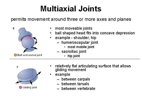 Articulations Articulation Joint Point Of Contact Between Bones