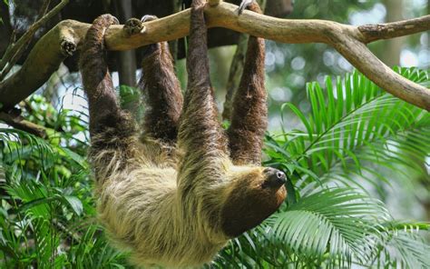 The Incredible Story Of The 20 Foot Sloths And What Caused Their Extinction
