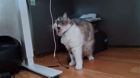 엄마 외출로 화난 솜이 Youtube