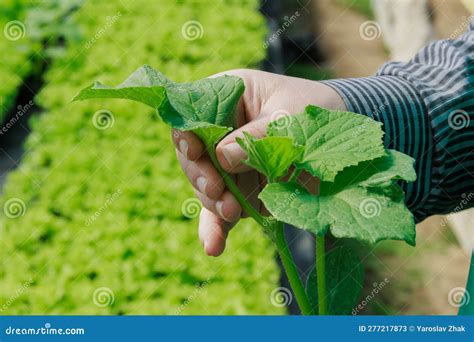 A Farmer Examines A Leaf Of A Cucumber Seedling For The Presence Of Diseases Healthy Seedlings