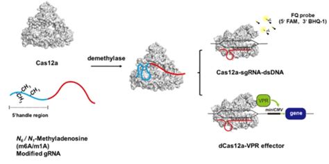 清华大学生命科学学院