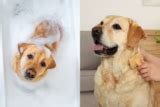Do Labs Shed Why Labrador Coat Blowout Season Feels So Intense And