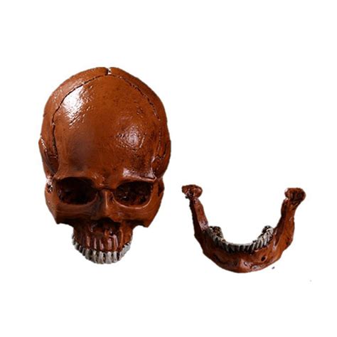 Buy Pb Life Size Human Skull Model Life Size Model Human Skull
