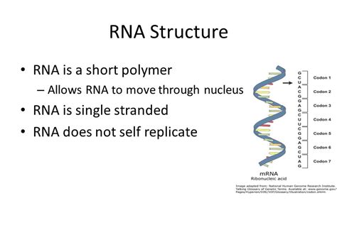 Rna Structure And Function Causes, Functions, And Therapeutic