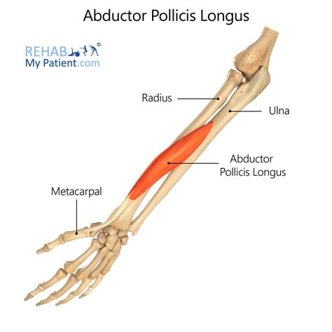 Extensor Pollicis Longus