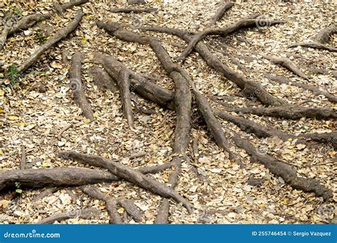 Roots Of Trees Coming Out Of The Ground Stock Photo Image Of Dirt Light 255746454