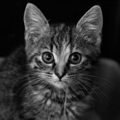 Feline Leukemia Virus Infection And Diseases Veterinary 33