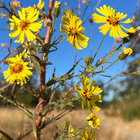 Madia Elegans Common Madia Green Seed Gardens