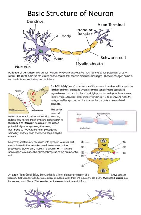 Basic Structure Of Neuron Docx