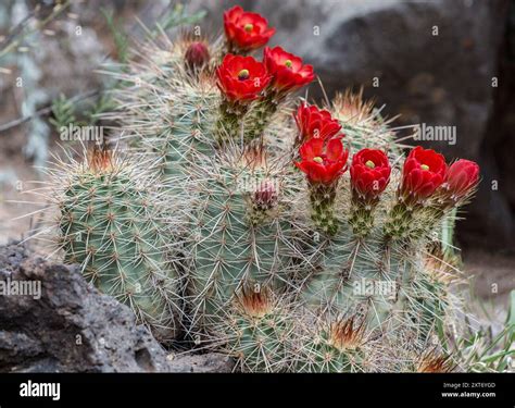 Scarlet Hedgehog Cactus Echinocereus Coccineus Coccineus Plantae
