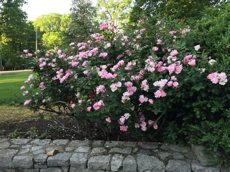 Rose Identification Help In The Roses Forum