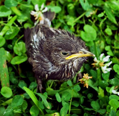 Was Du Machen Sollst Wenn Ein Vogelküken Aus Dem Nest Gefallen Ist Welt