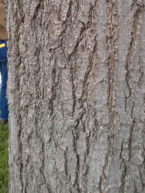 Quercus Rubra Bark