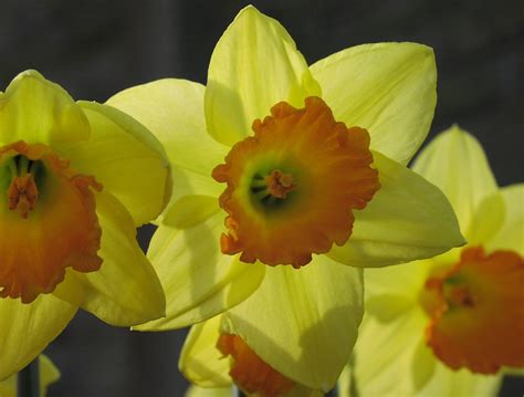 A Bad Witchs Blog Pagan Events For The Spring Equinox Weeks