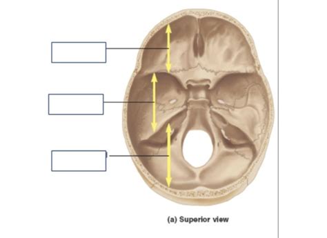 Superior View Diagram Quizlet