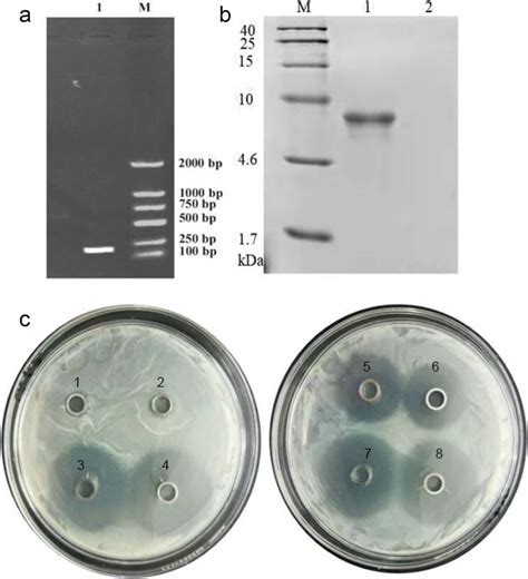 Exogenous Expression Of Bacteriocin From Cp201 A Pcr Amplification B