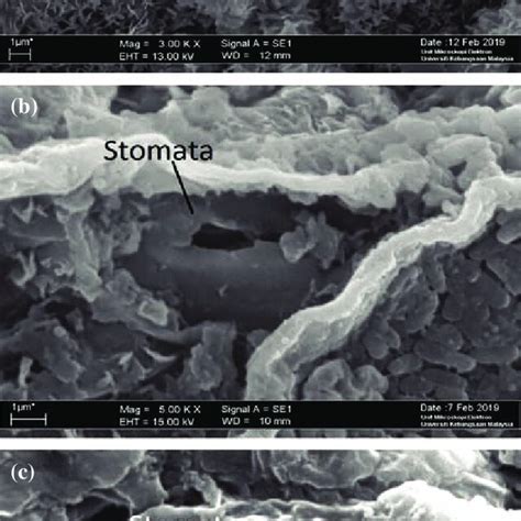 Extraction Yield Curves Of P Niruri At Different Static Extraction Time Download Scientific