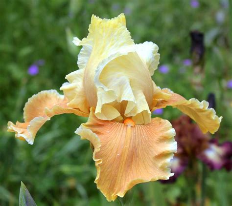 Tb Iris Germanica English Charm